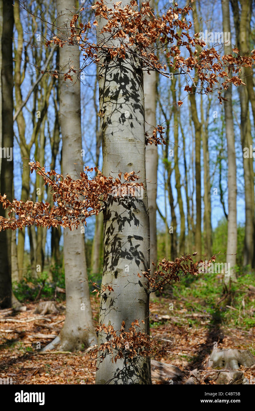 Silver beech tree hi-res stock photography and images - Alamy