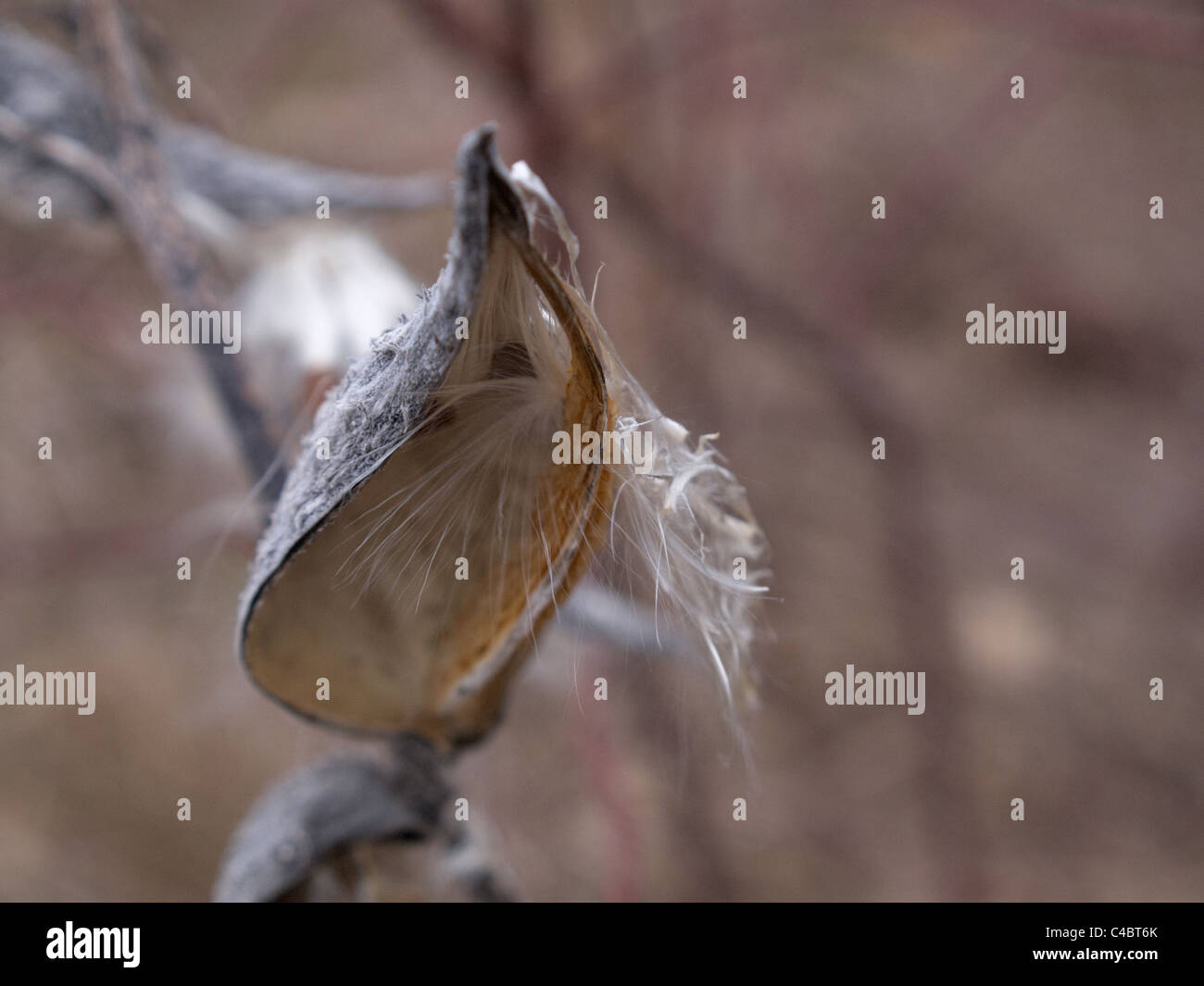 Dry plant remains Stock Photo - Alamy