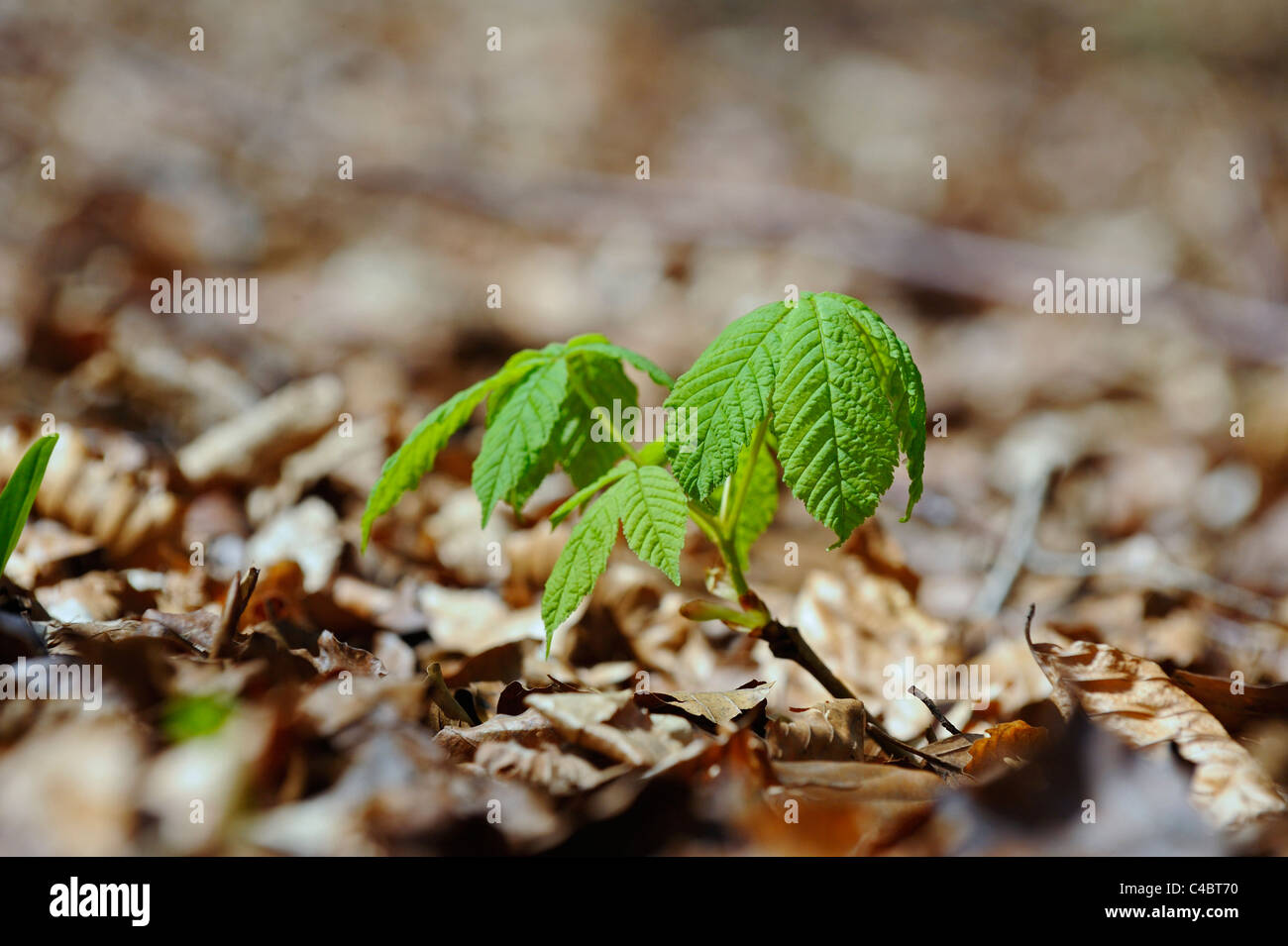 Small Beech tree saplings coming into leaf from the soil covered with ...