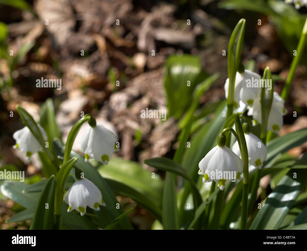 Spring snowflakes (Leucojum vernum Stock Photo - Alamy