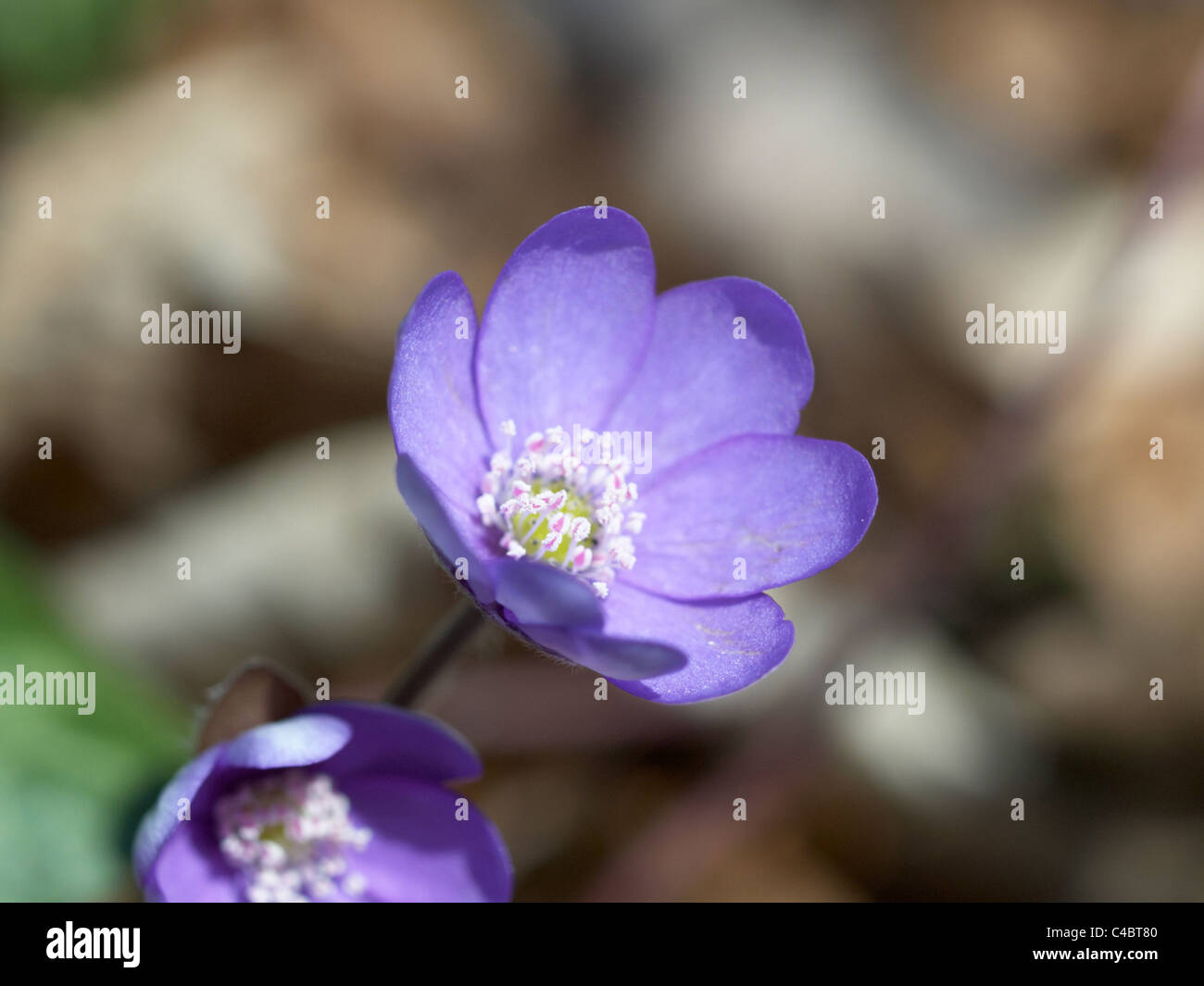 Wild forest flower Hepatica nobilis Stock Photo - Alamy