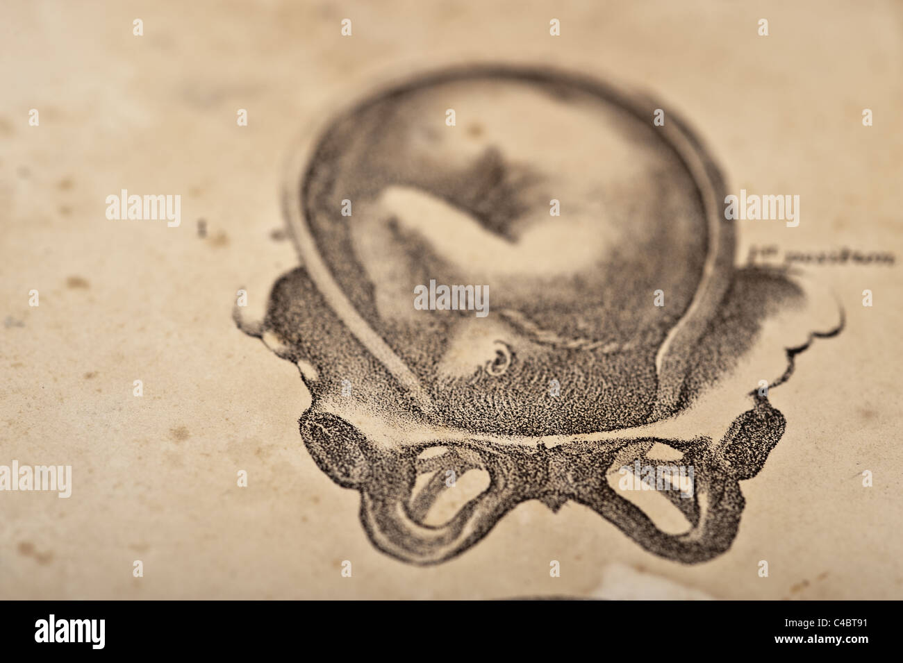Illustration of Human Child before Birth copyright 1844 Stock Photo - Alamy