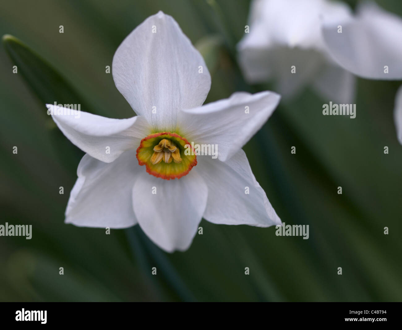 Poet's Daffodil (Narcissus poeticus), also Nargis, Pheasant's Eye ...