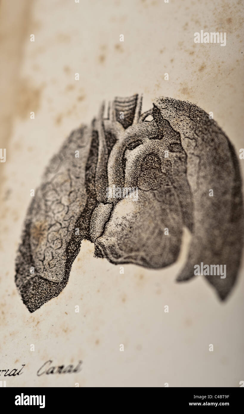 Antique Medical Illustration of Heart and Lungs, copyright 1844 Stock ...