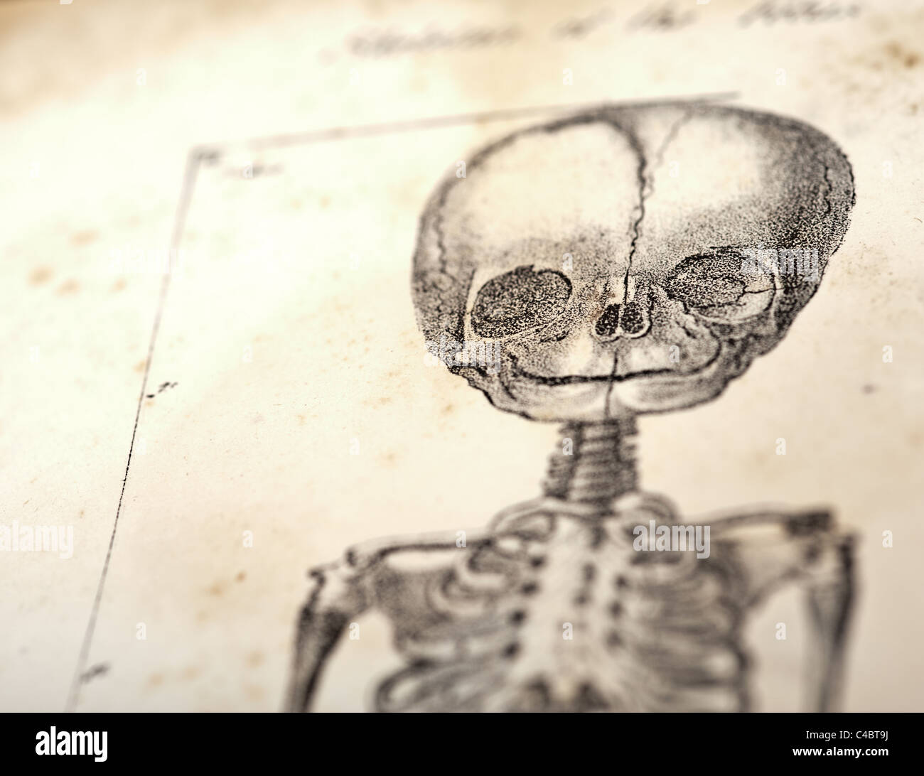 Fetal skeleton hi-res stock photography and images - Alamy