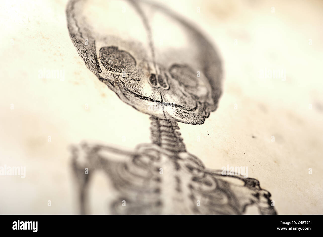 Fetal skeleton hi-res stock photography and images - Alamy