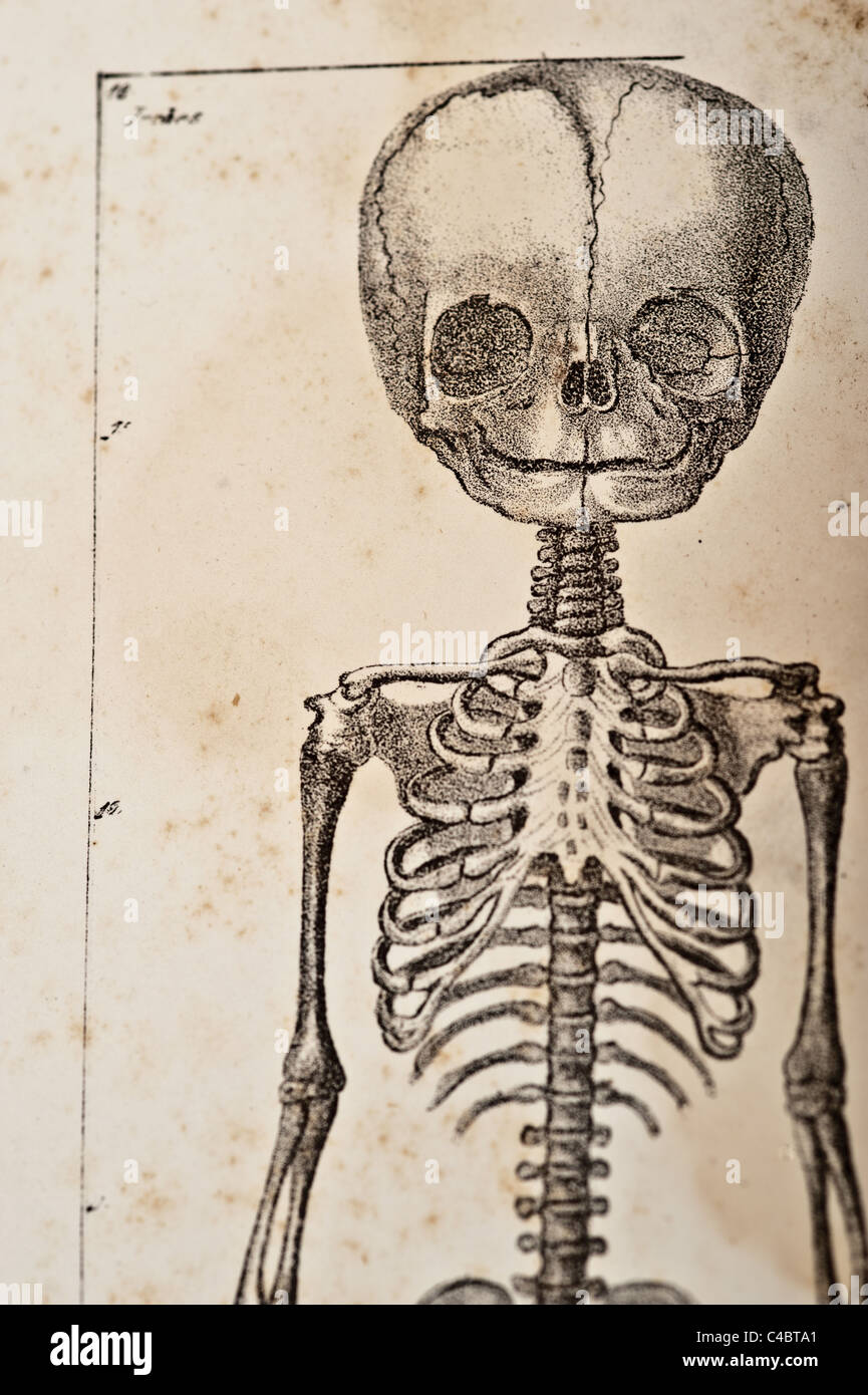 Fetus Skull High Resolution Stock Photography and Images - Alamy