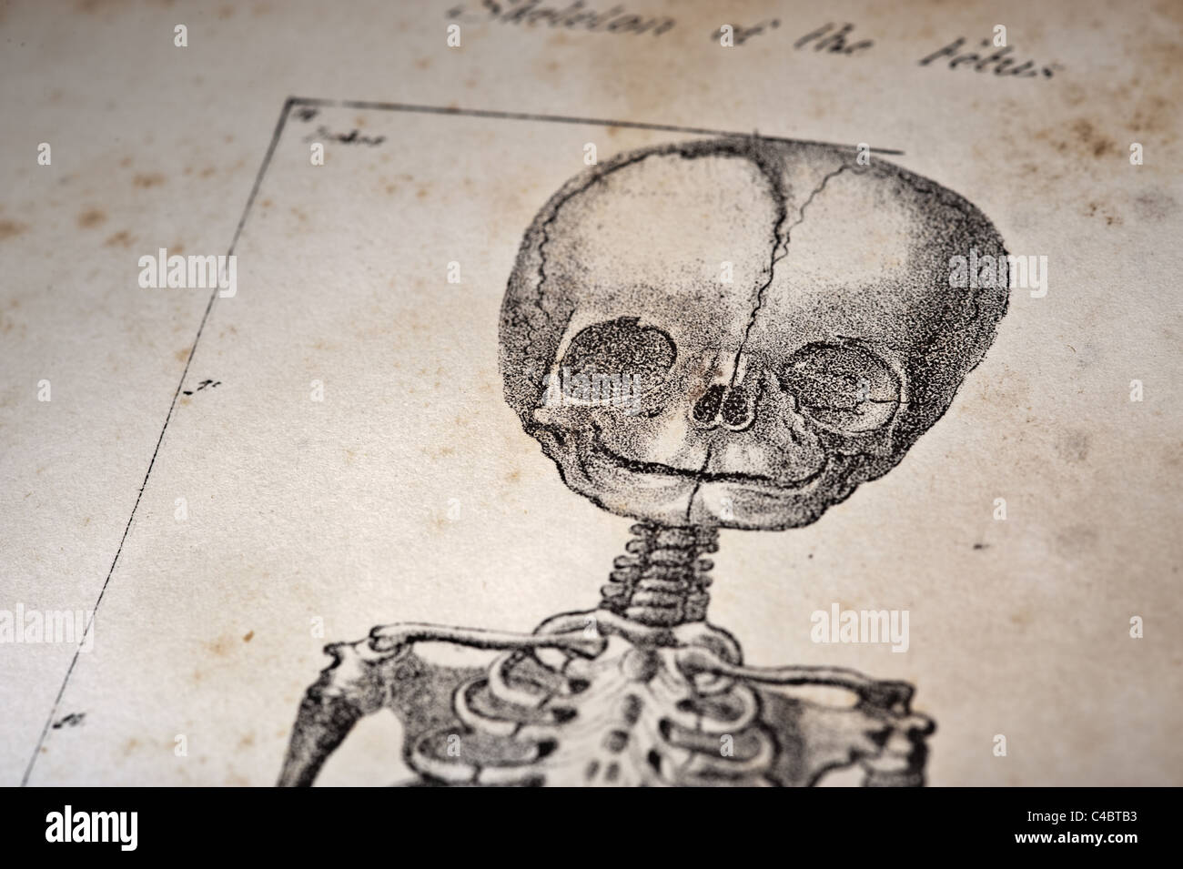 Fetus Skeleton Drawing