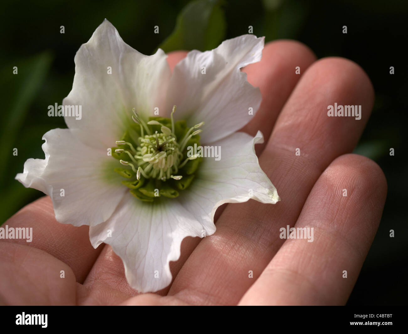 Man holding white flower in his hand Stock Photo - Alamy