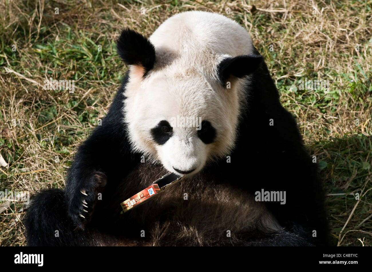 A beautiful Panda Stock Photo - Alamy