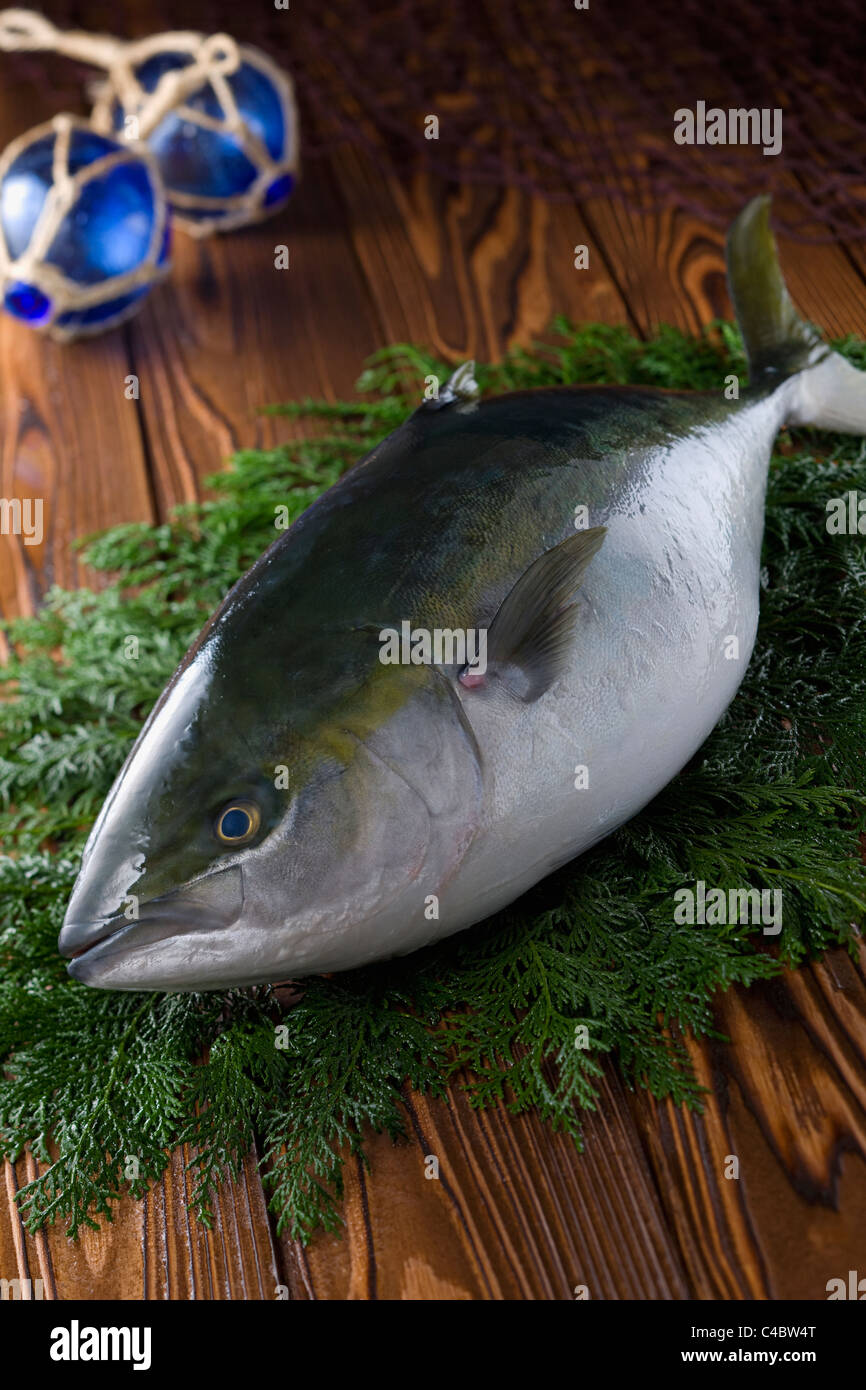 Yellow tail hi-res stock photography and images - Alamy