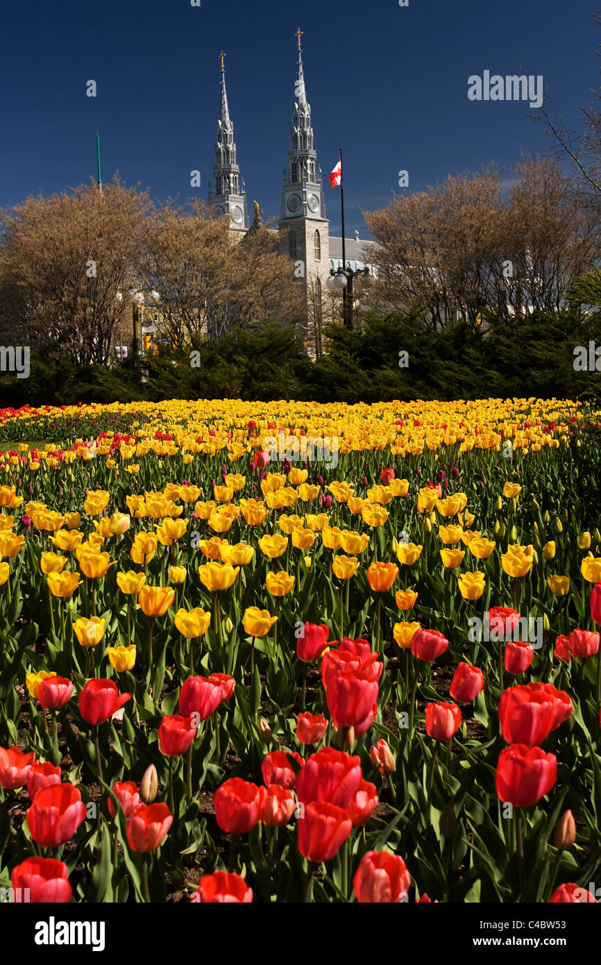May 2011. Images from the National Tulip Festival in Ottawa Ontario ...