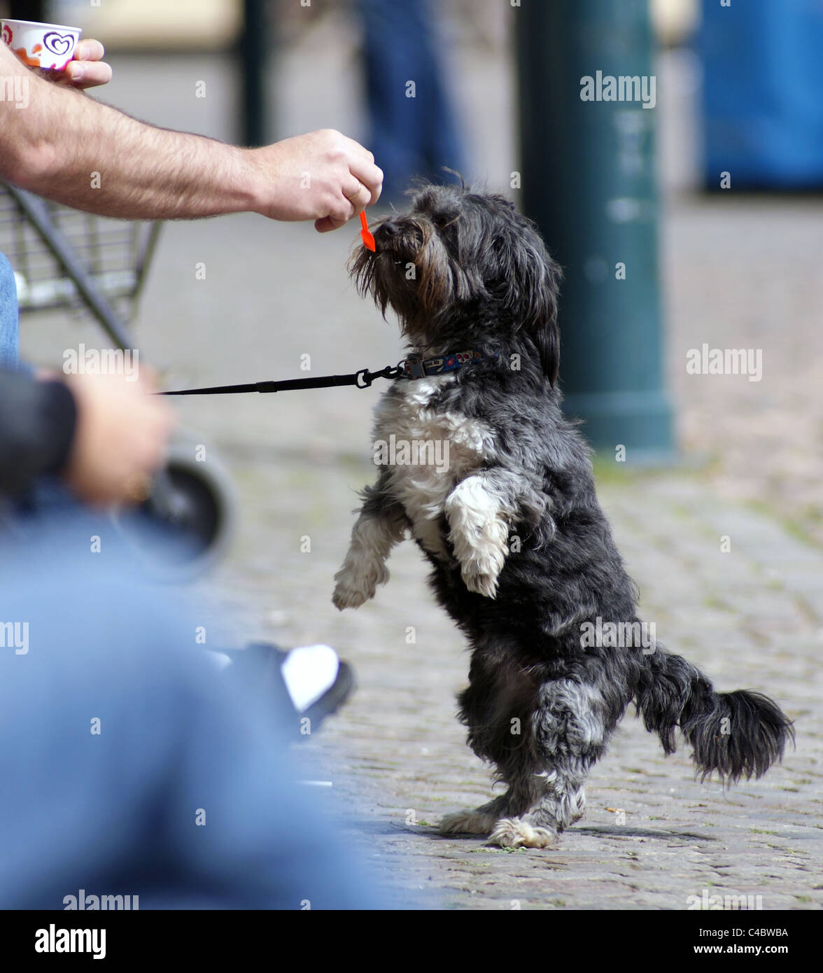 Dog with feet hi-res stock photography and images - Alamy