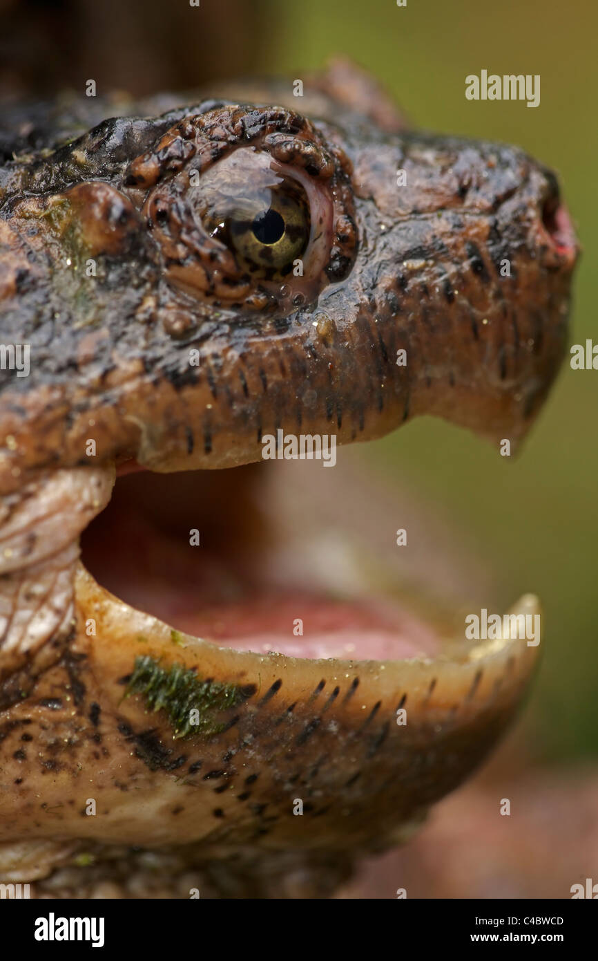 Snapping Turtle (Chelydra serpentina) - New York - Male - Found in ...