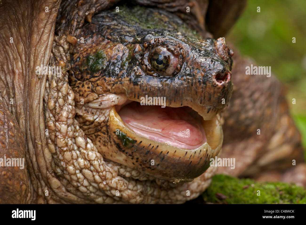 Snapping turtle mouth open hi-res stock photography and images - Alamy