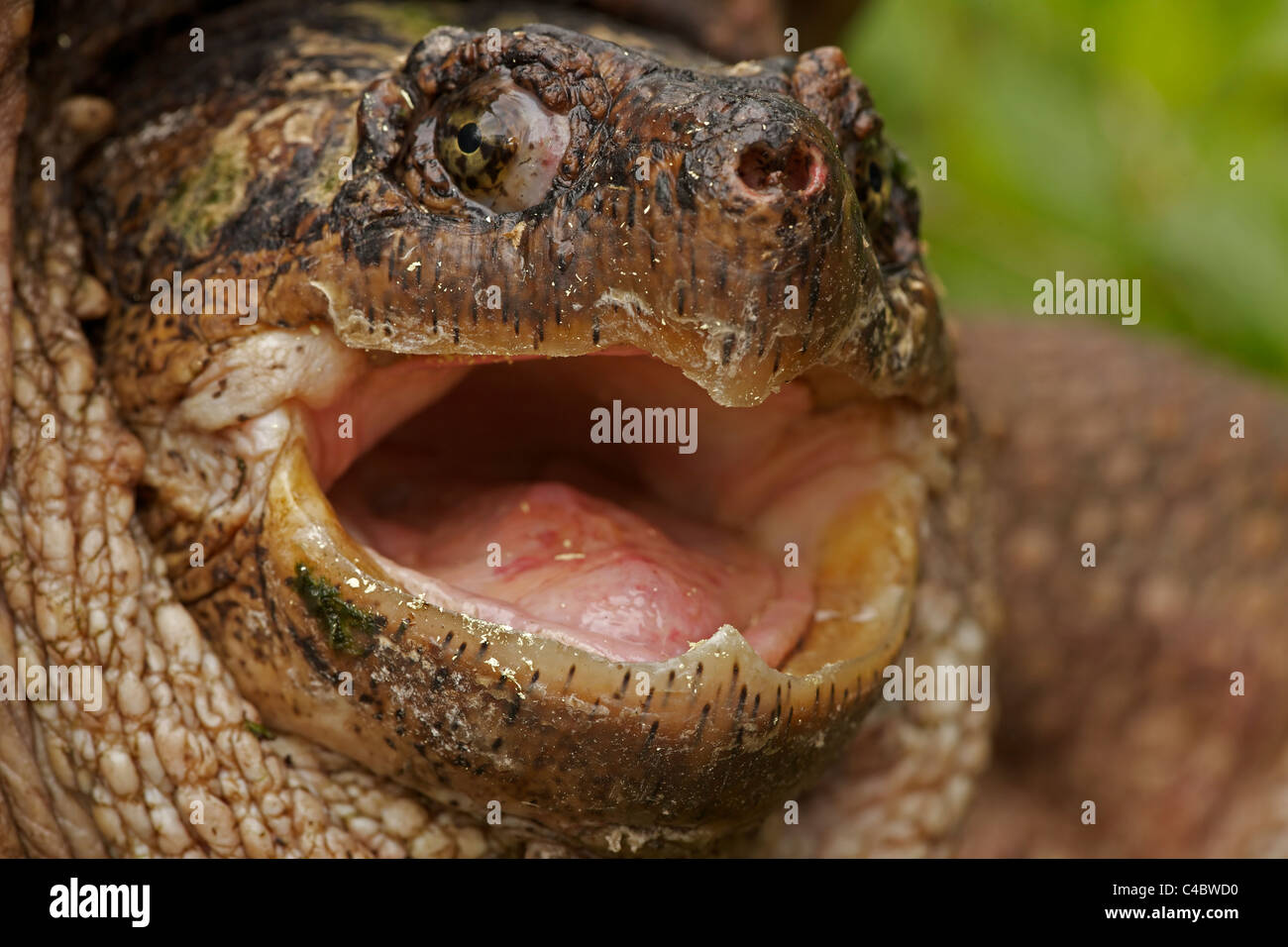 Snapping Turtle (Chelydra serpentina) - New York - Male - Found in ...