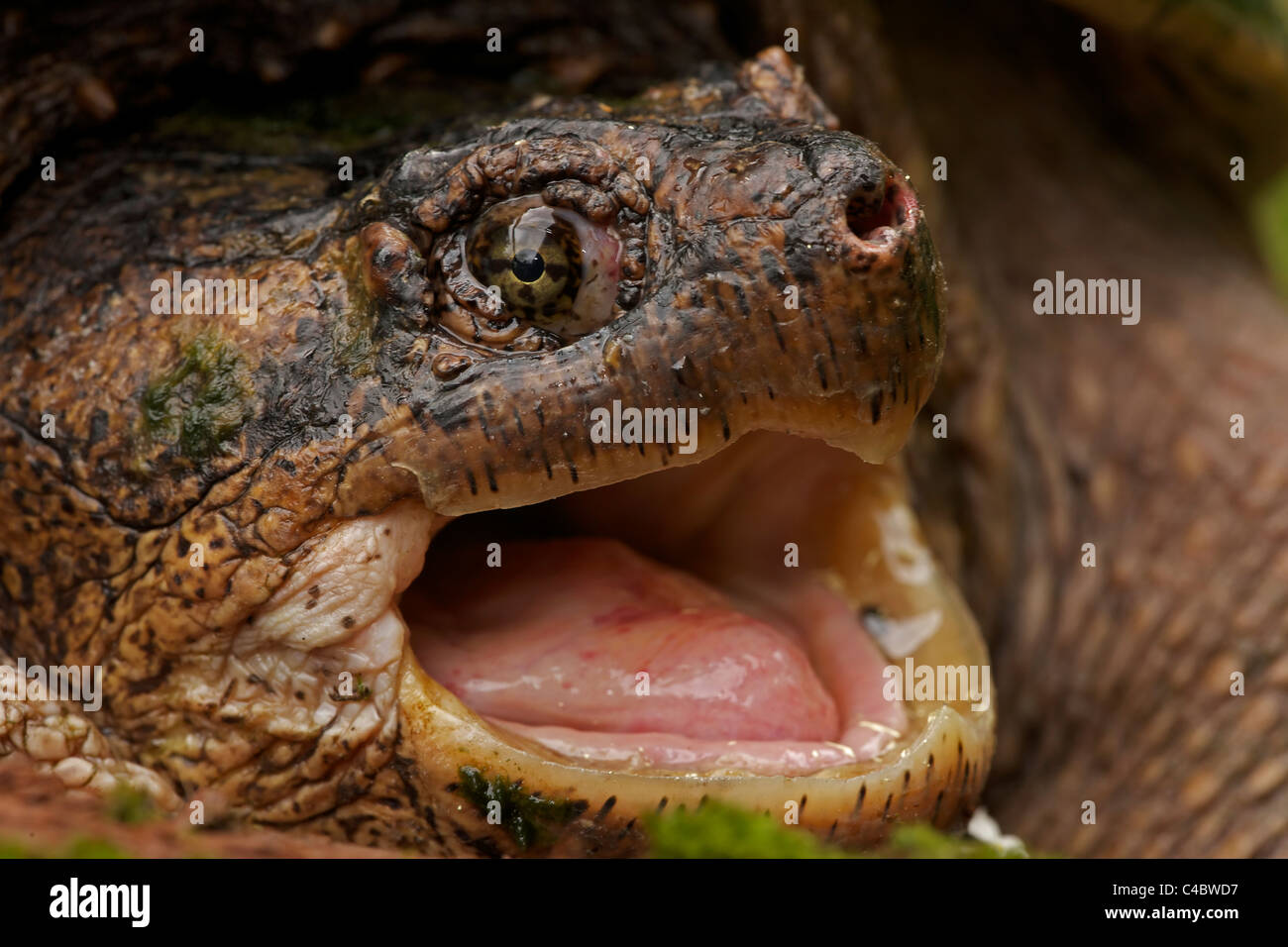 Snapping Turtle (Chelydra serpentina) - New York - Male - Found in ...