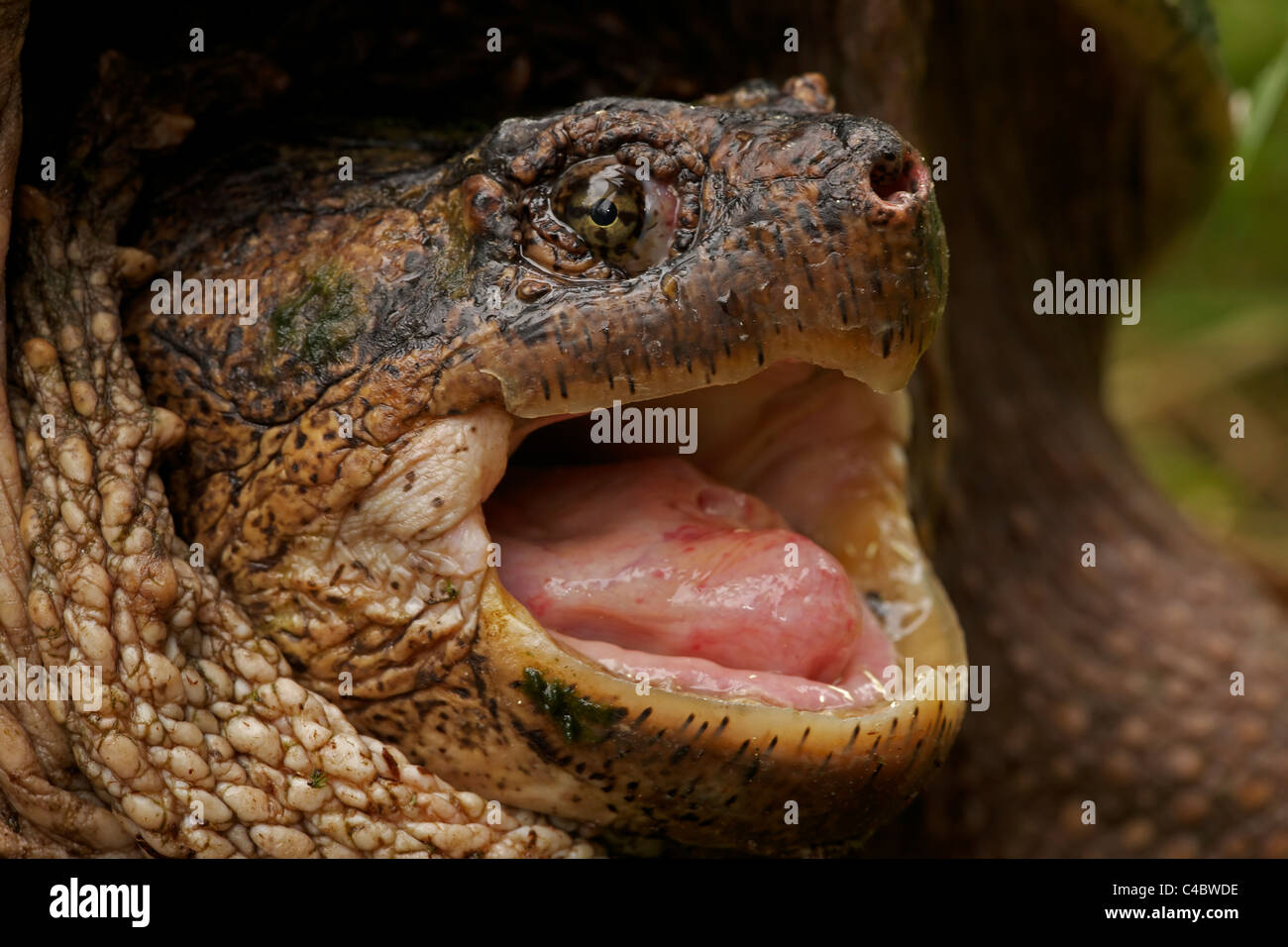 Snapping Turtle (Chelydra serpentina) - New York - Male - Found in ...