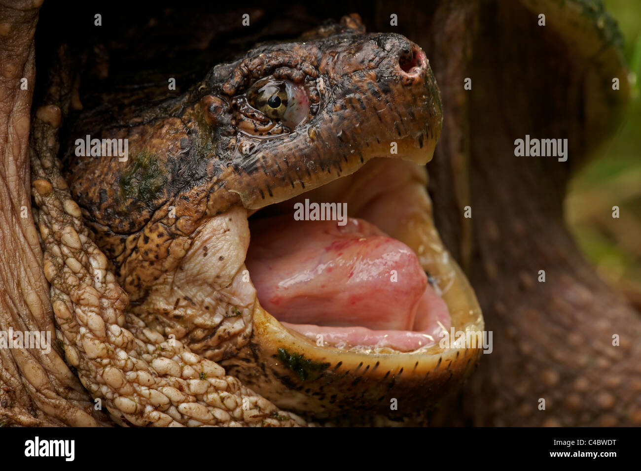Eastern snapping turtle chelydra serpentina hi-res stock photography ...