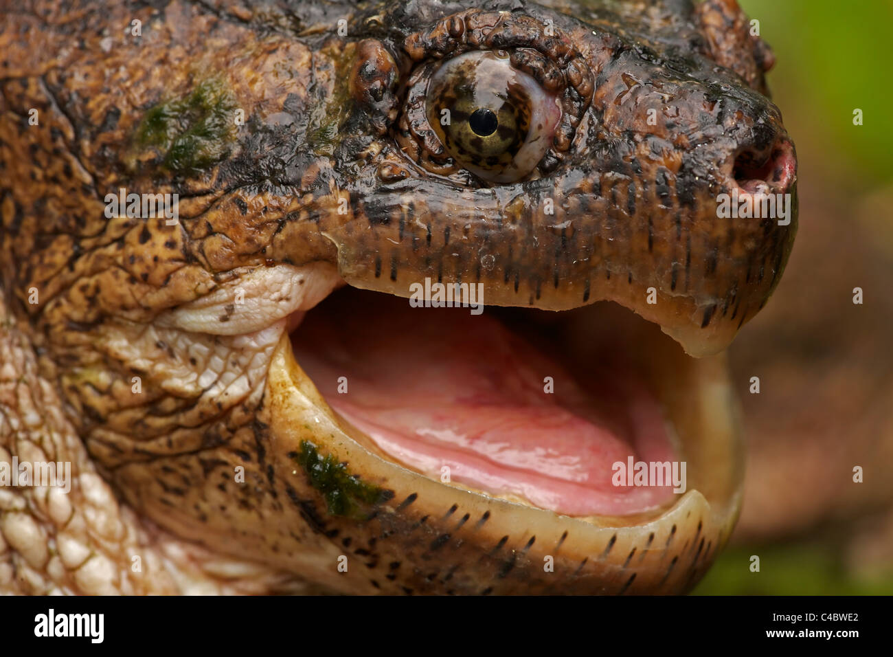 Snapping Turtle (Chelydra serpentina) - New York - Male - Found in ...