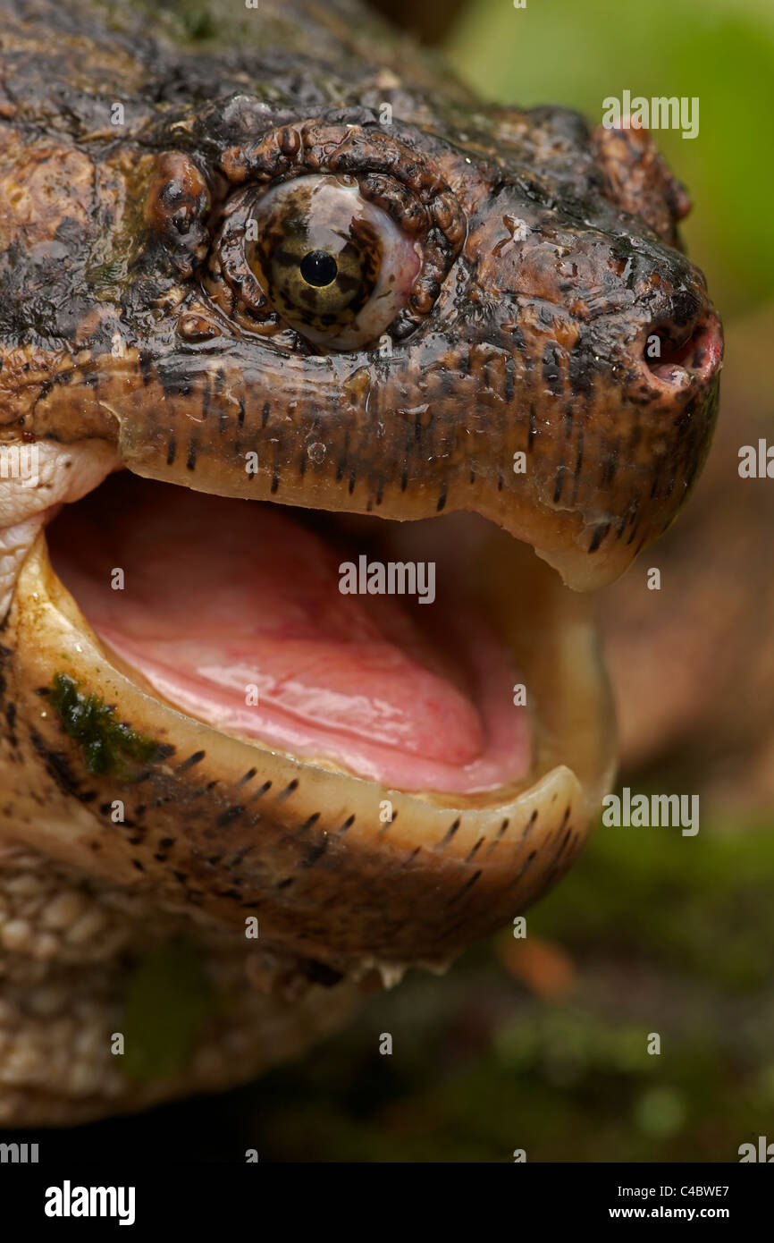 Snapping Turtle (Chelydra serpentina) - New York - Male - Found in ...