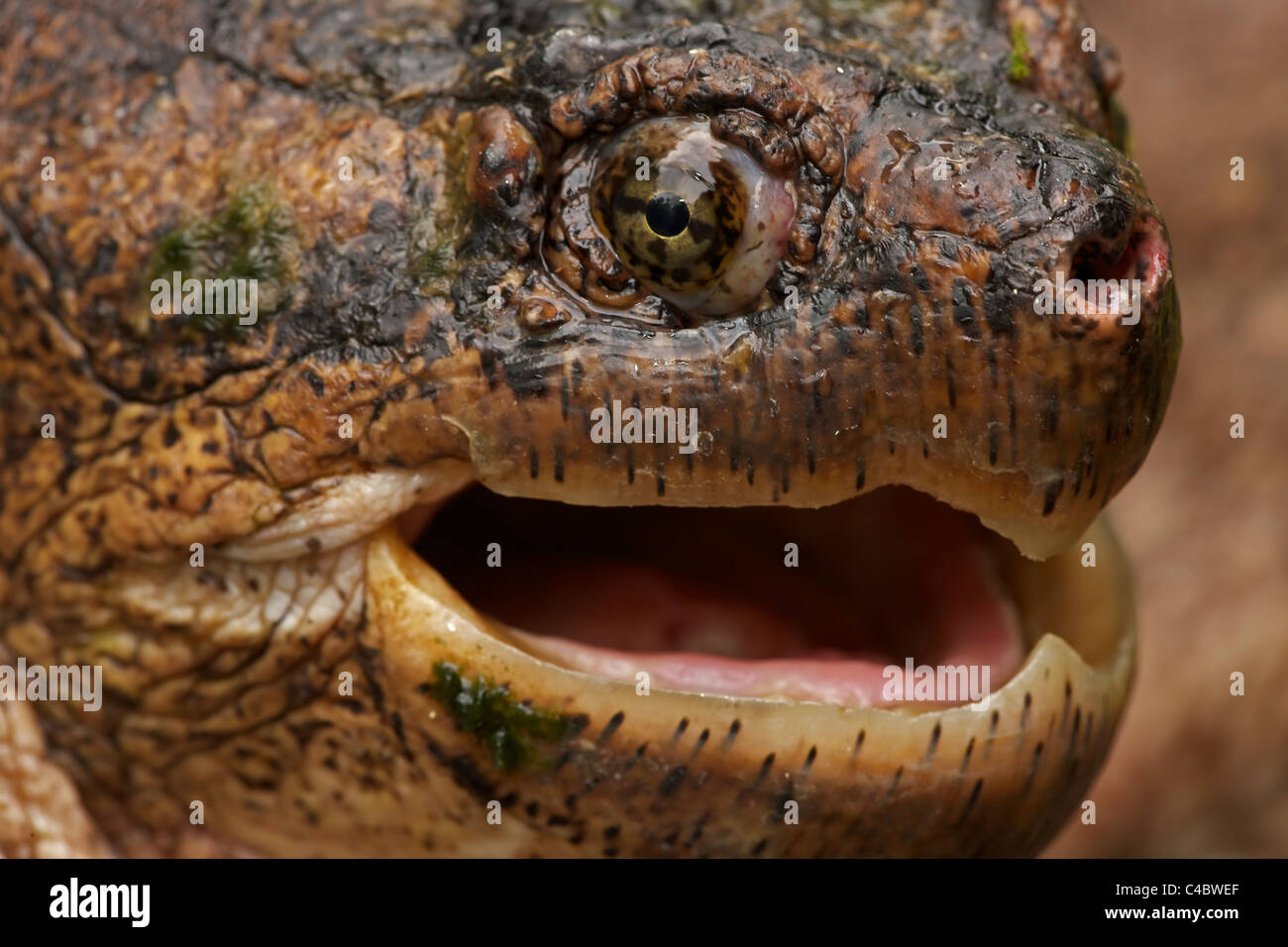 Snapping turtle mouth open hi-res stock photography and images - Alamy