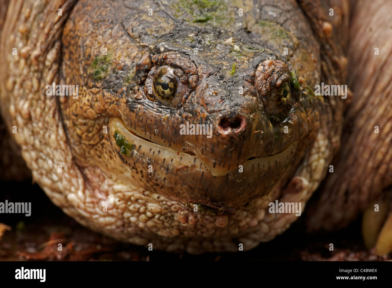 Snapping Turtle (Chelydra serpentina) - New York - Male - Found in ...