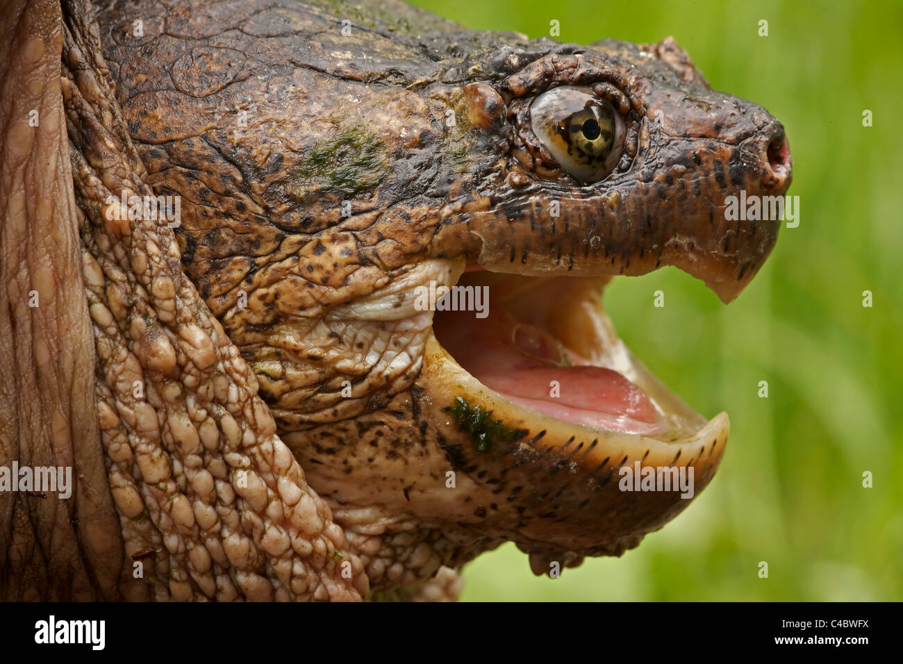 Snapping turtle mouth open hi-res stock photography and images - Alamy