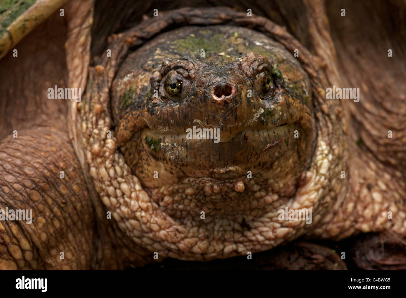 Snapping Turtle (Chelydra serpentina) - New York - Male - Found in ...