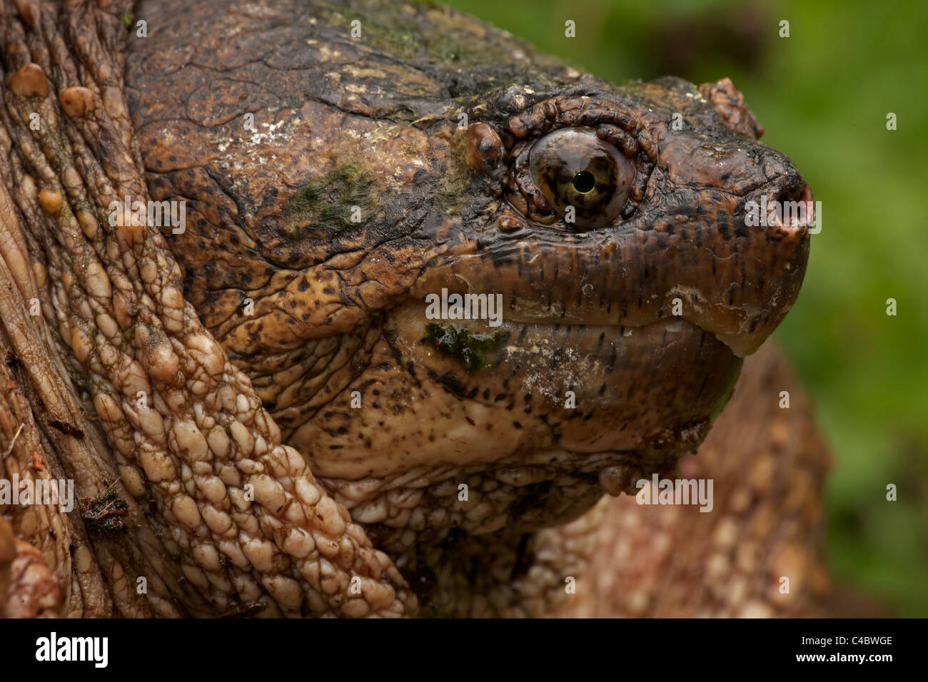 Snapping turtle mouth open hi-res stock photography and images - Alamy
