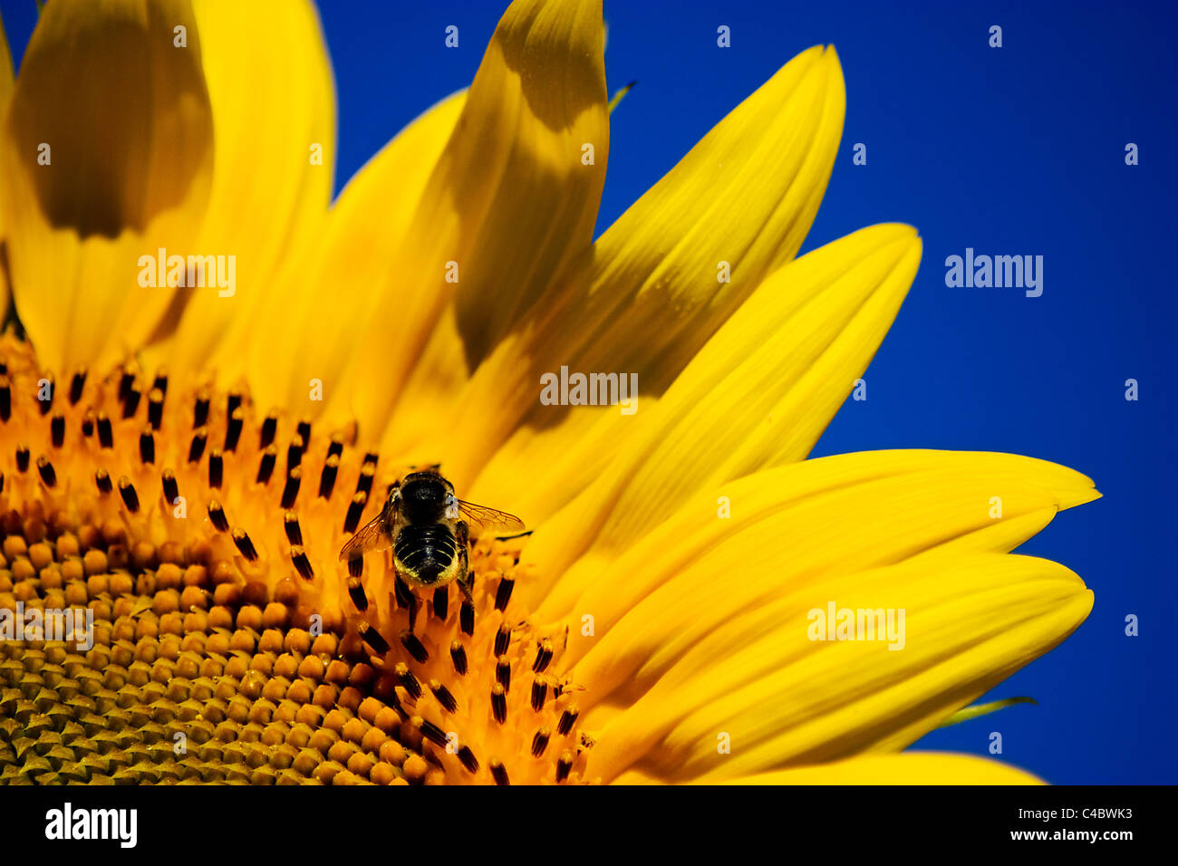 Bumble bee and sunflower hi-res stock photography and images - Alamy