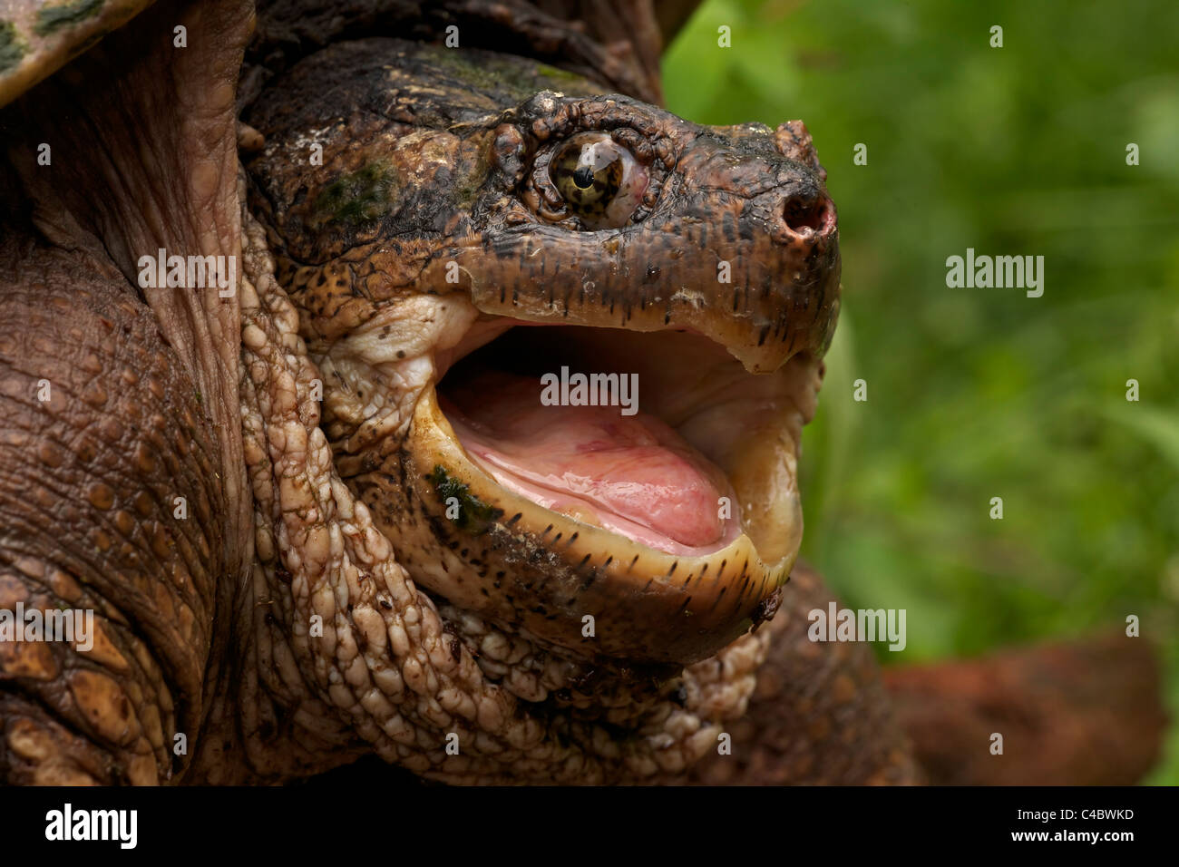 Snapping Turtle (Chelydra serpentina) - New York - Male - Found in ...