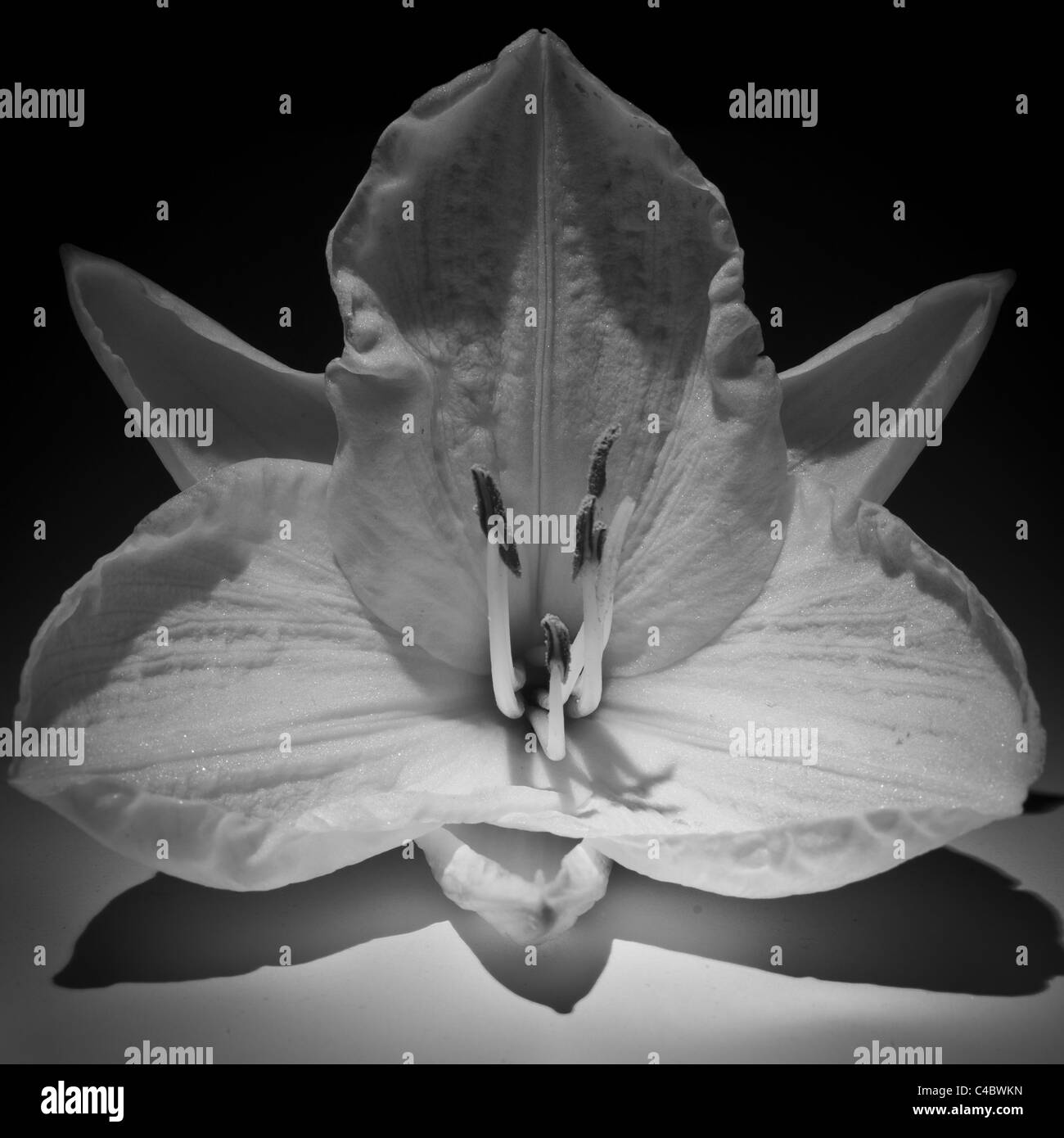 Lily photo Black and White Stock Photos & Images - Alamy