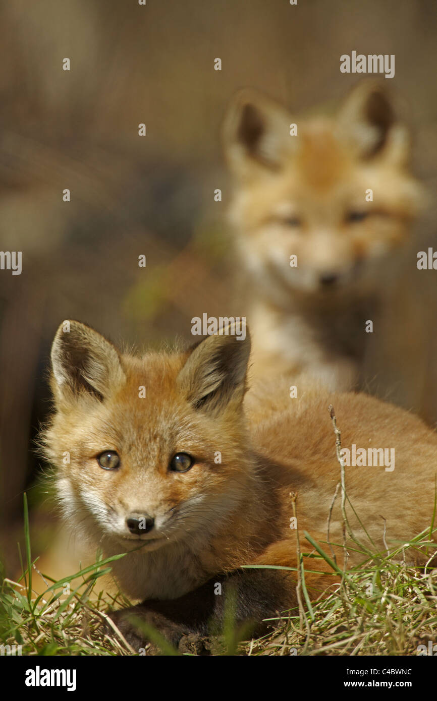 Red Fox Pups (Vulpes vulpes) – Formerly Vulpes fulva - New York - USA ...