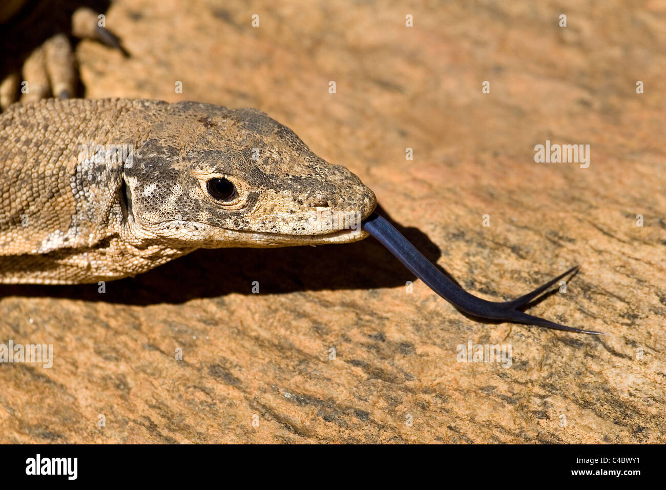 Goanna (Varanus sp), Outback, Northern Territory, Australia Stock Photo ...