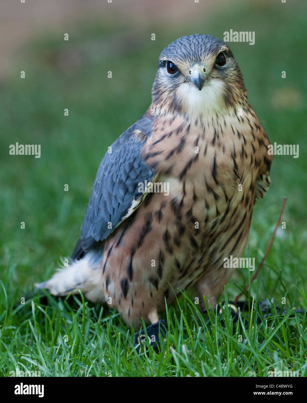 Merlin bird hi-res stock photography and images - Alamy