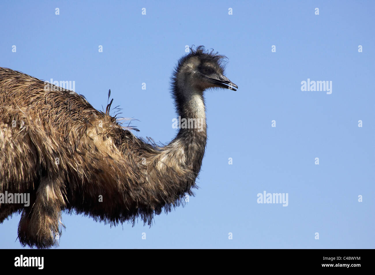 Birds Of Flinders Ranges High Resolution Stock Photography and Images ...