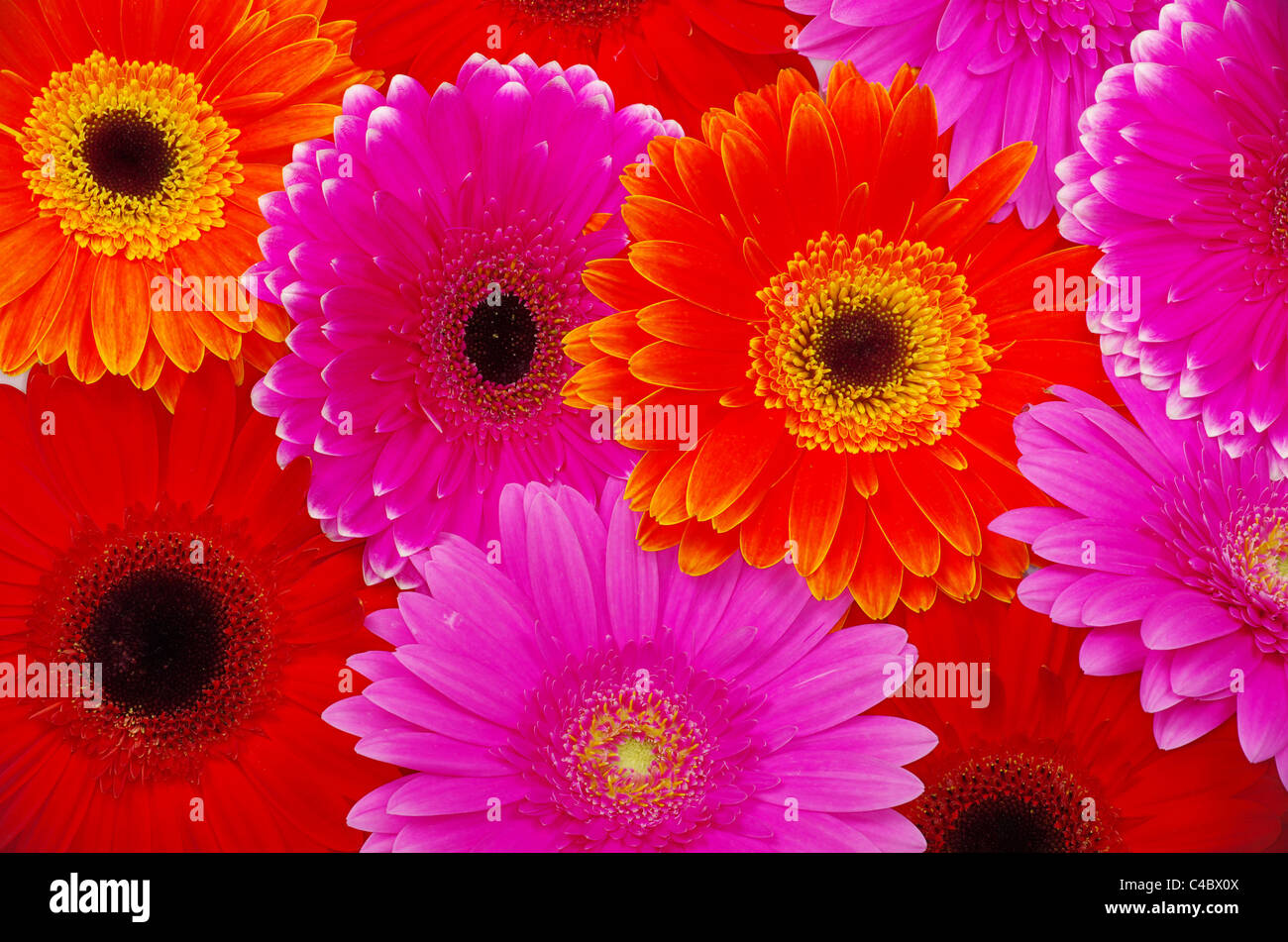 gerbera flower close up background Stock Photo - Alamy
