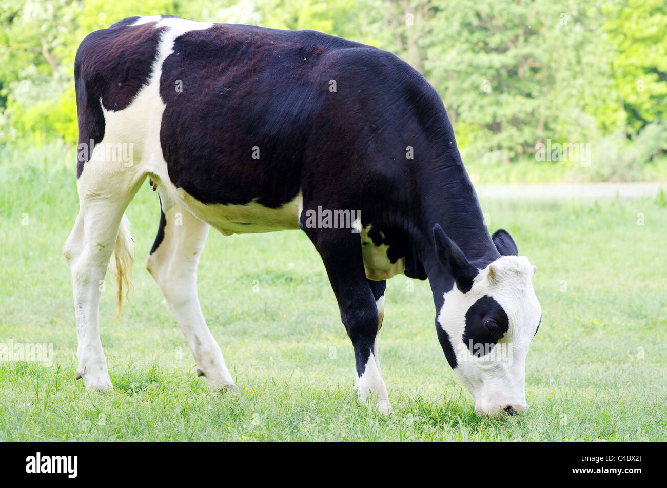 Green cow hi-res stock photography and images - Alamy