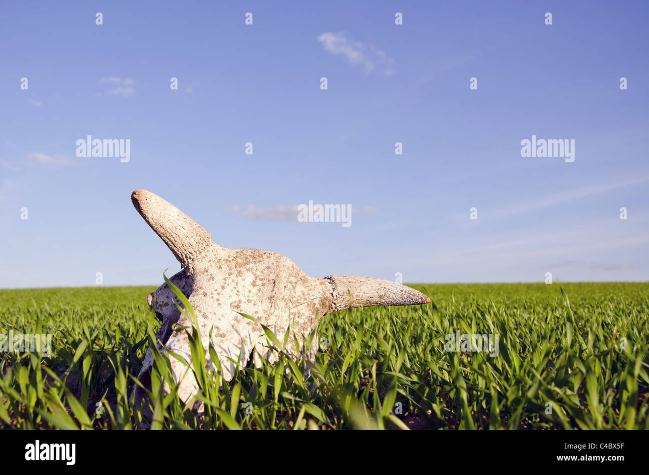 cow cranium in the spring crop field Stock Photo - Alamy