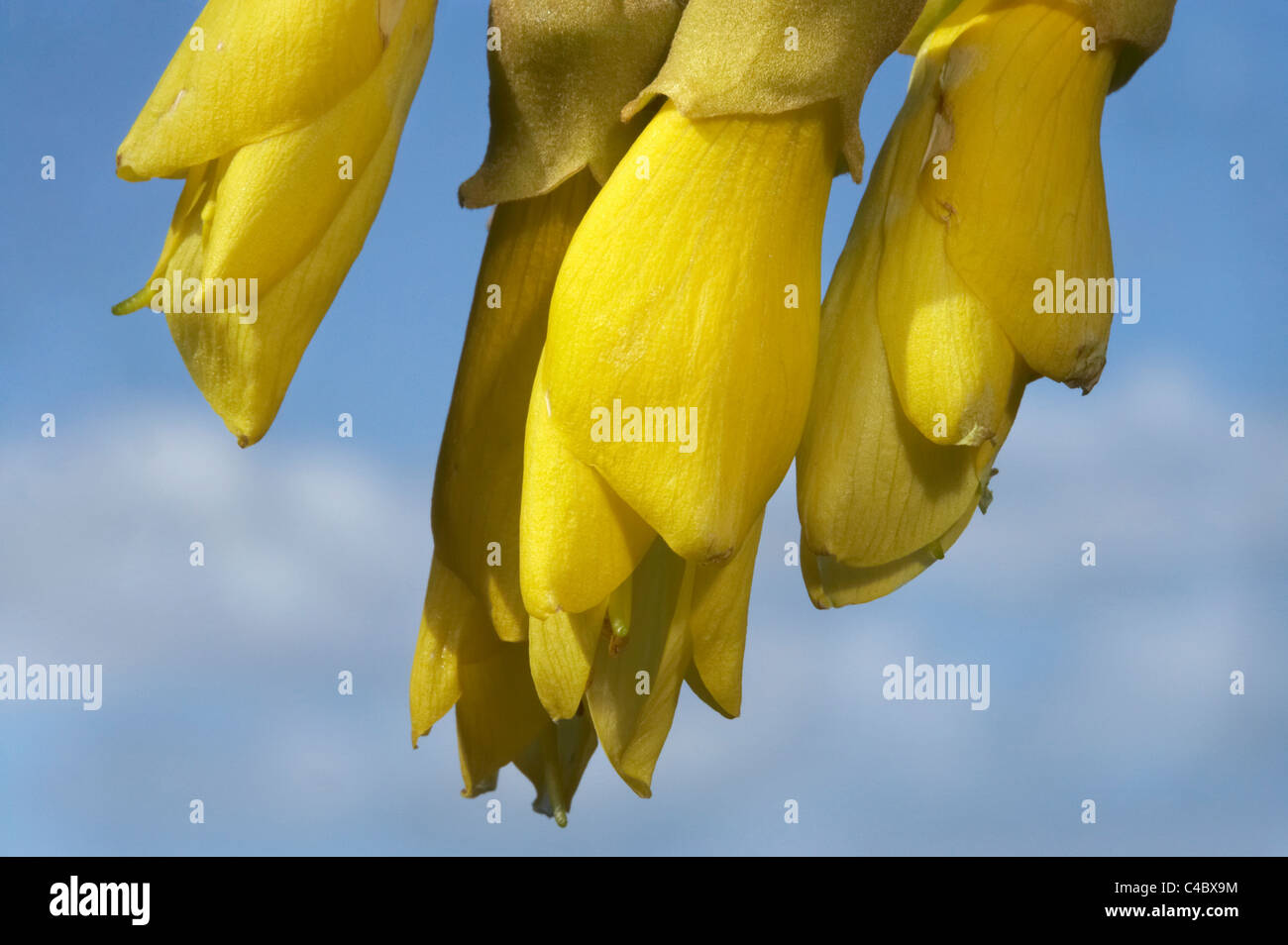 Yellow flowers new zealand native hi-res stock photography and images ...