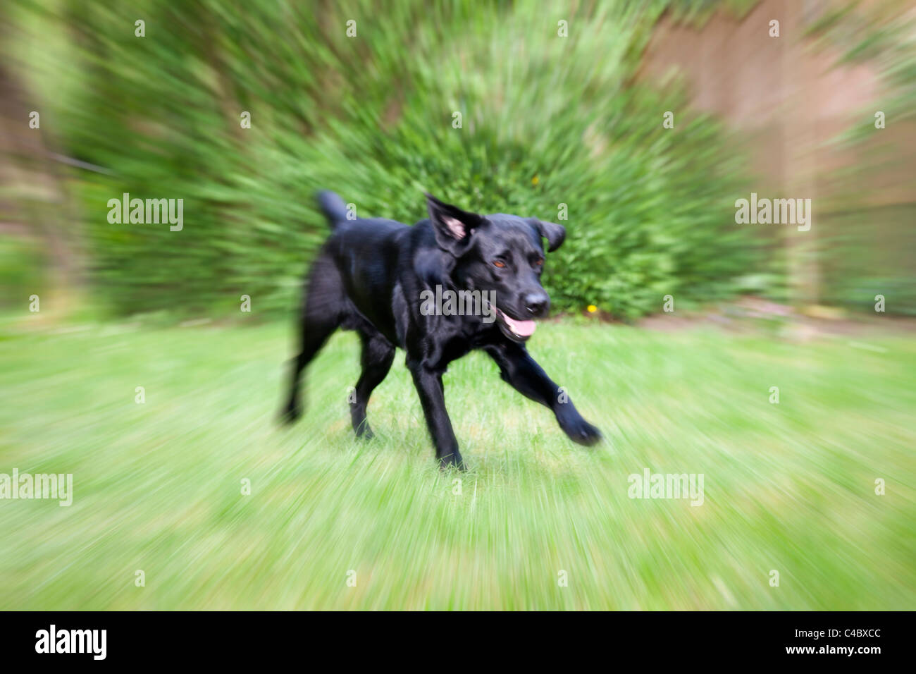 Black dog running across a lawn Stock Photo - Alamy