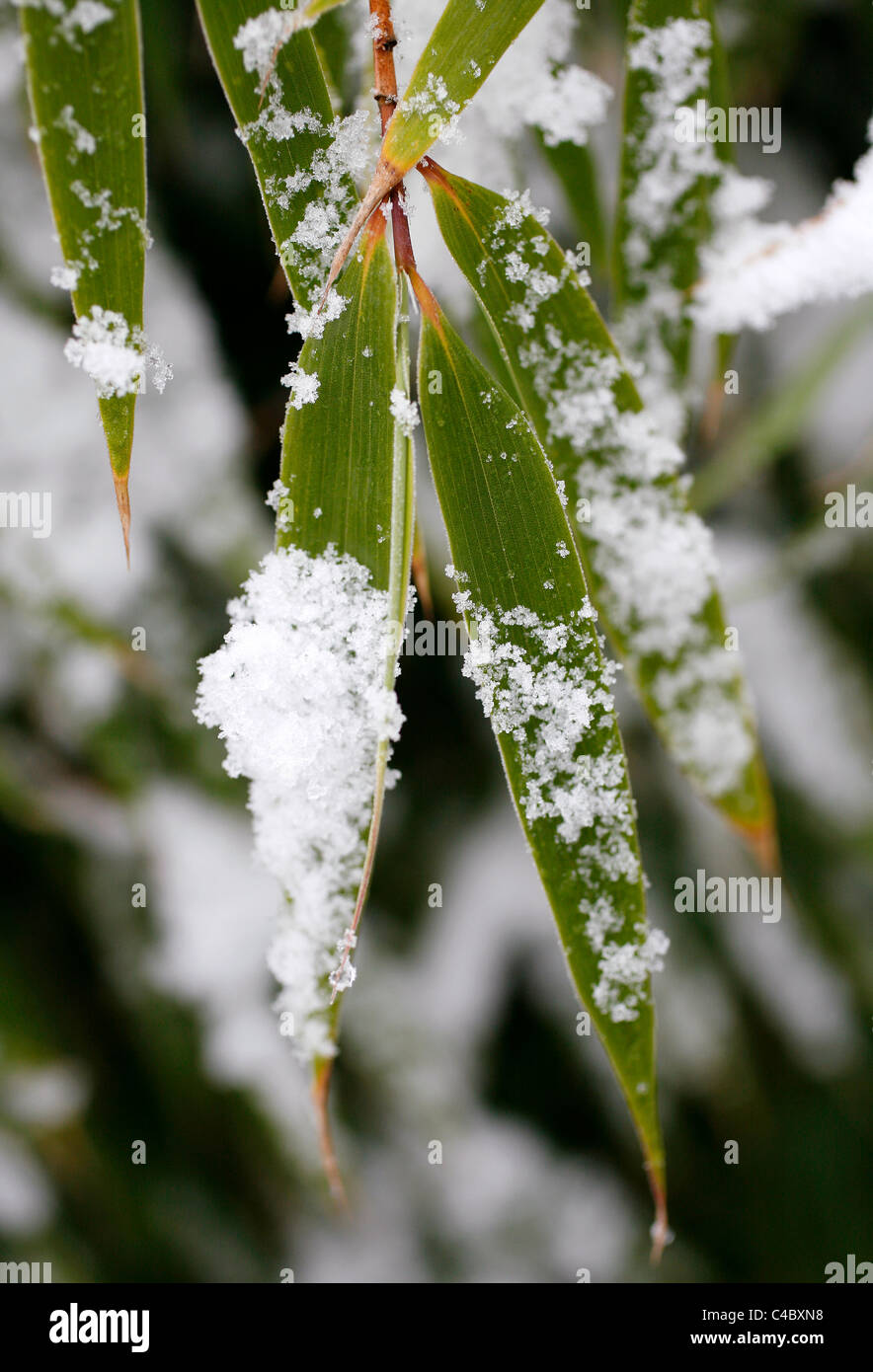Bamboo plant dusted with snow Stock Photo - Alamy