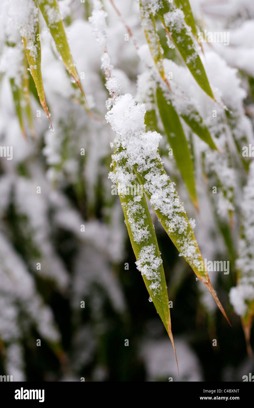 Bamboo plant dusted with snow Stock Photo - Alamy