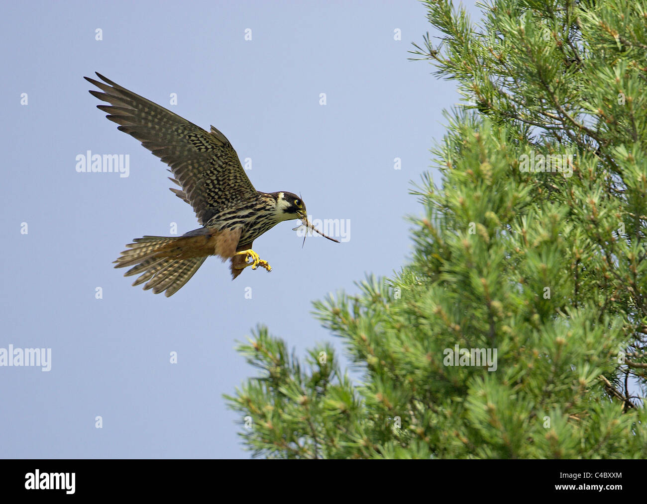 Hobby flight bird hi-res stock photography and images - Alamy
