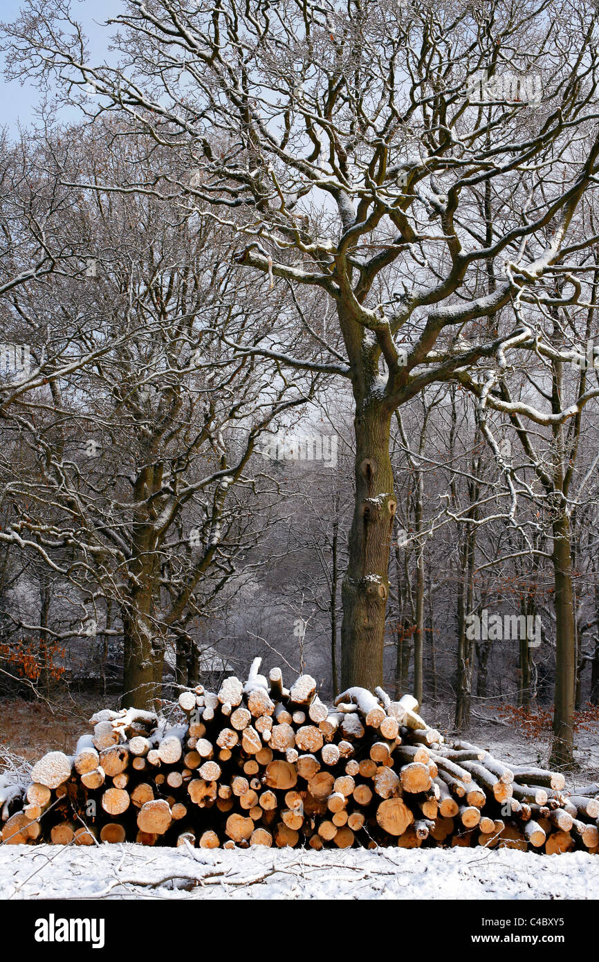 Pile of logs in snowy woodlands Stock Photo - Alamy
