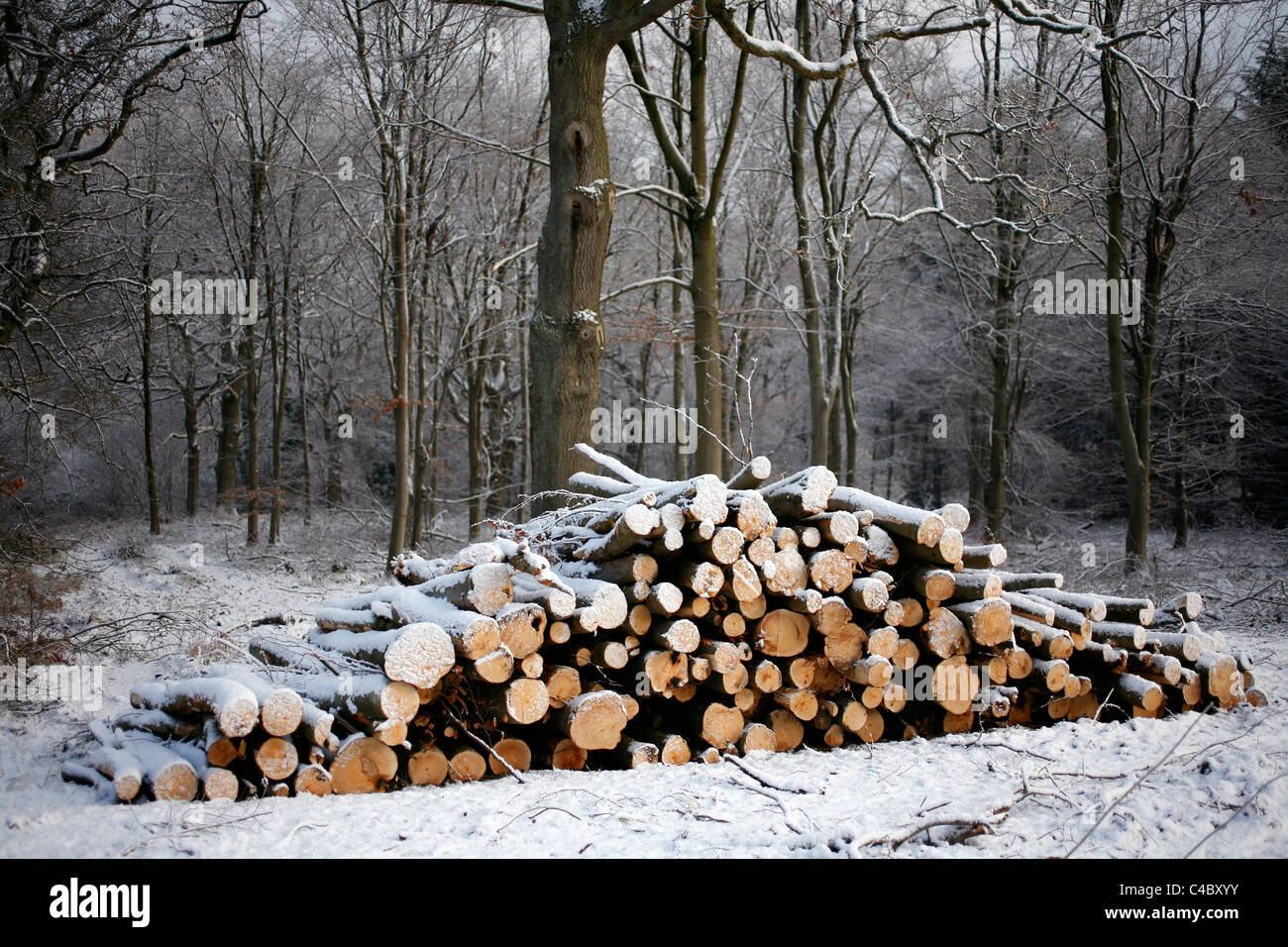 Pile of logs in snowy woodlands Stock Photo - Alamy