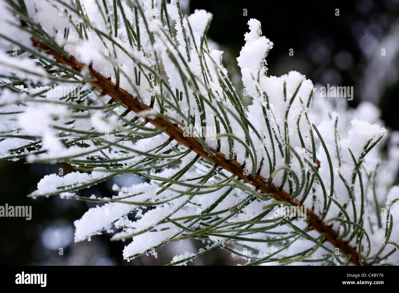 Pine needles covered with snow Stock Photo - Alamy