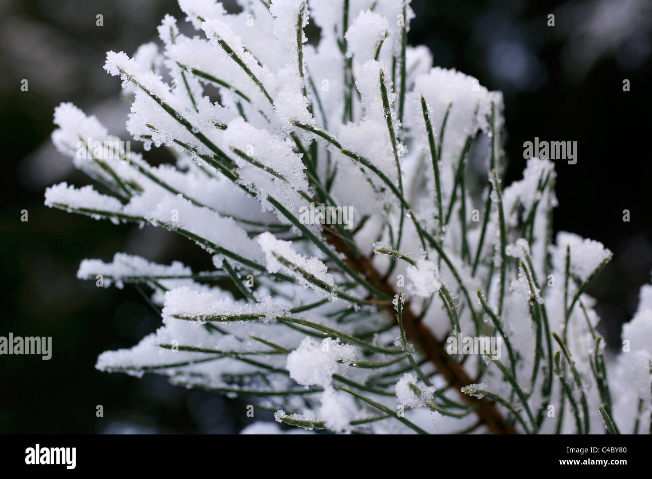 Pine needles covered with snow Stock Photo - Alamy