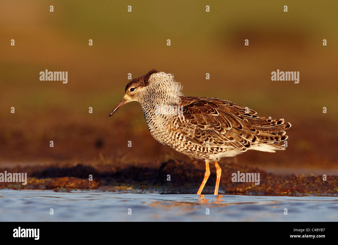 Ruff (Philomachus pugnax), male in breeding plumage standing in shallow ...